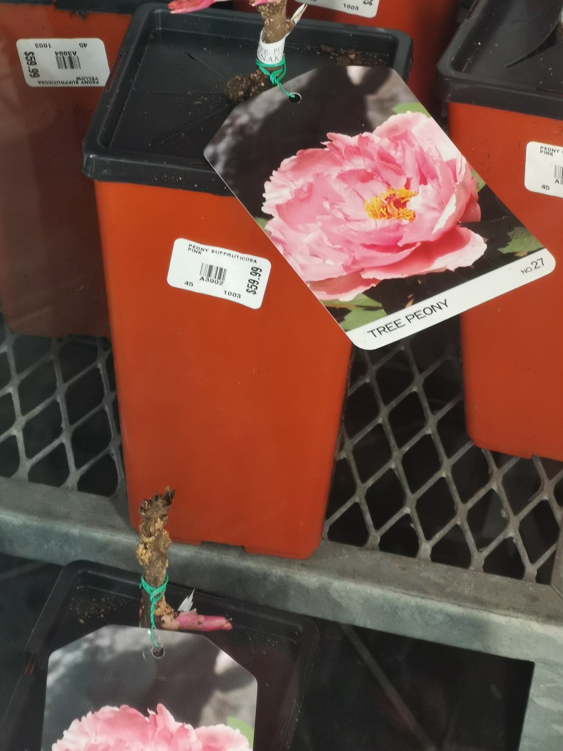 【国色天香】花競牡丹（hanakisoi tree peony）-1gal盒装 - 芝麻家拼团